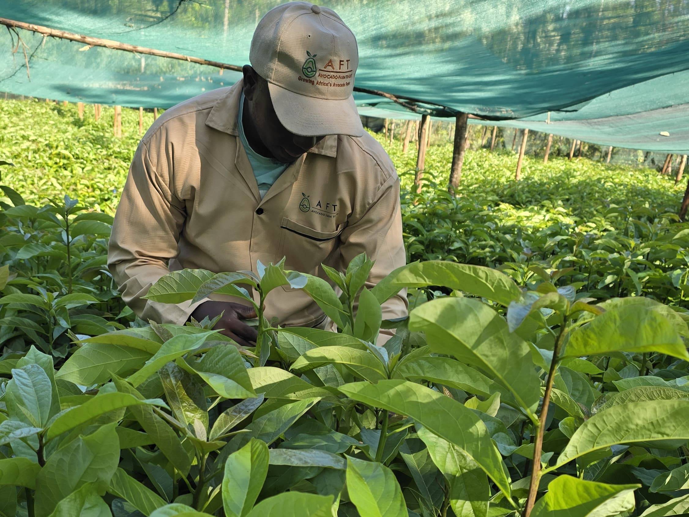 How to Establish a Profitable Avocado Seedling Business - Royal ...