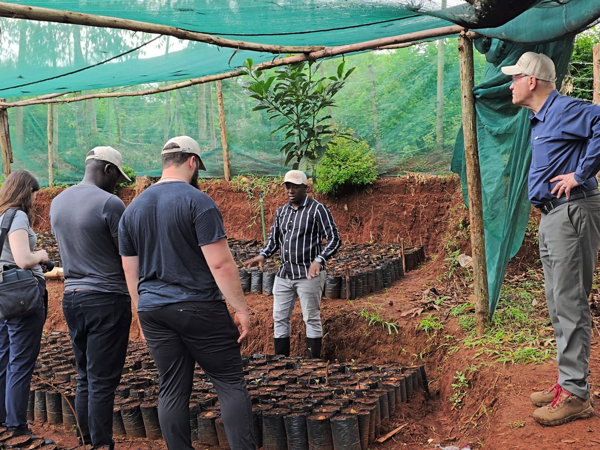 Macadamia Farming in Kenya: A Complete Guide - Royal Seedlings, Murang'a