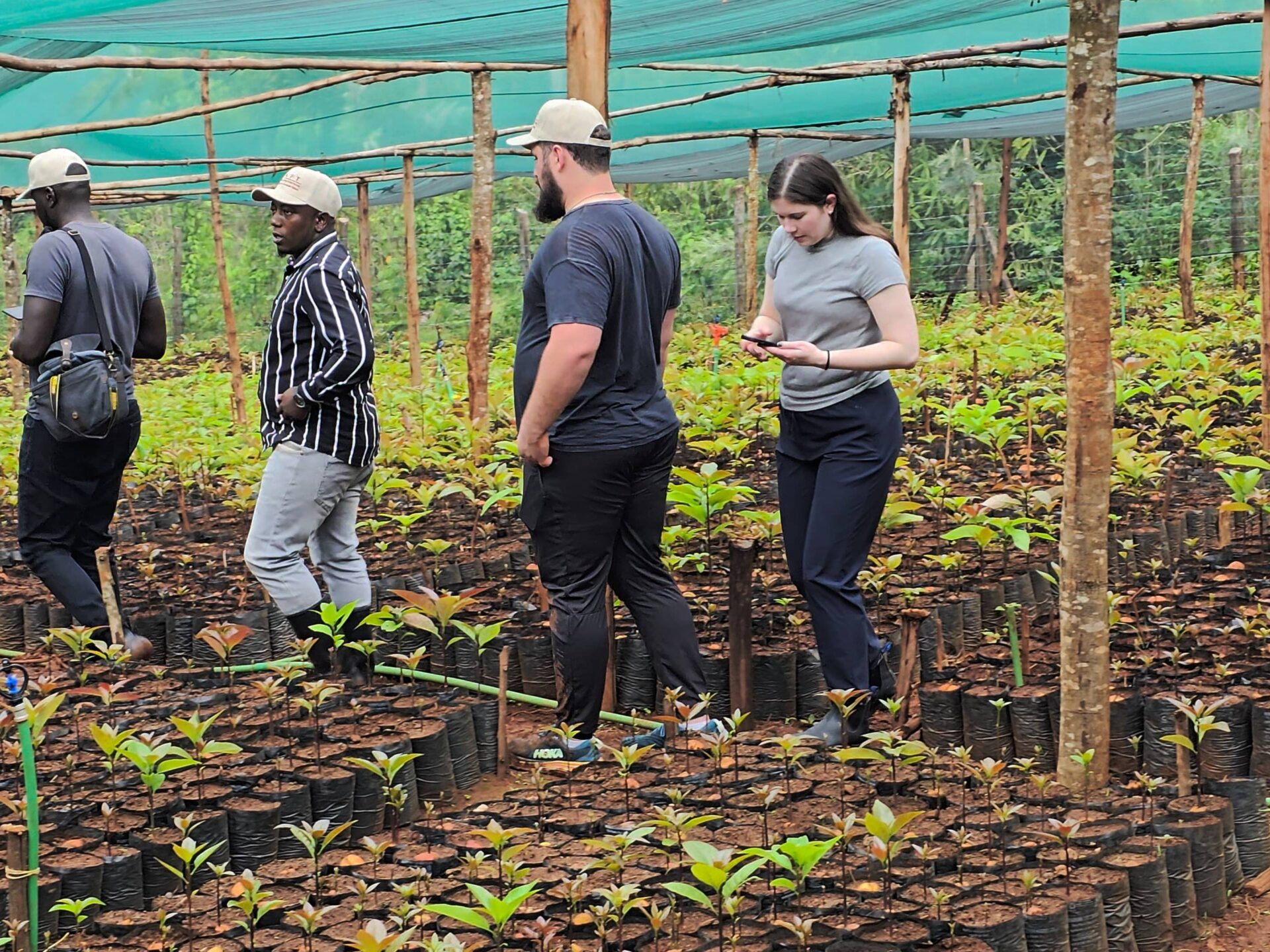 A Closer Look at Royal Seedlings: Pioneering Hass Seedling Production ...