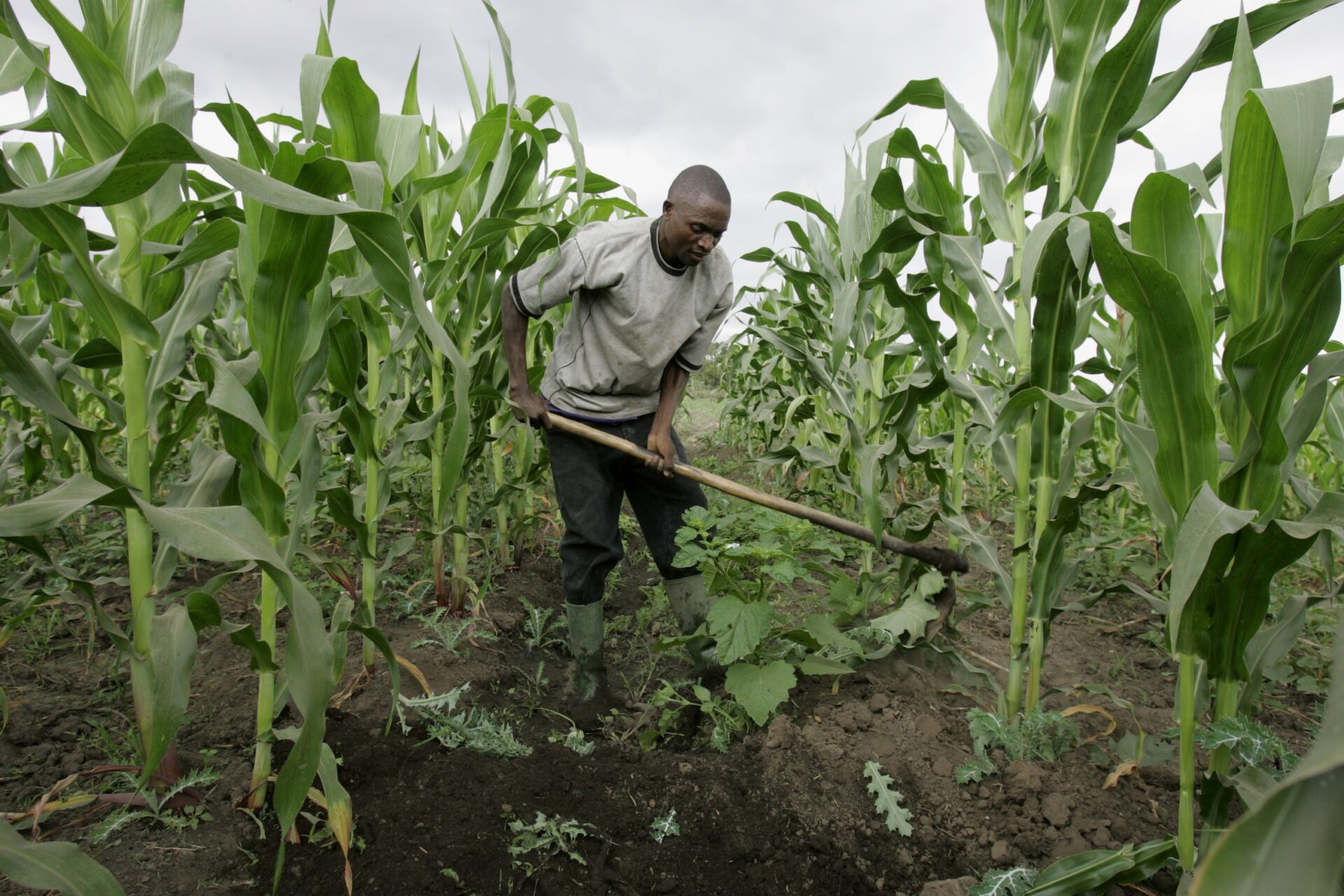 Maize Farming in Kenya: A Complete Guide - Royal Seedlings, Murang'a